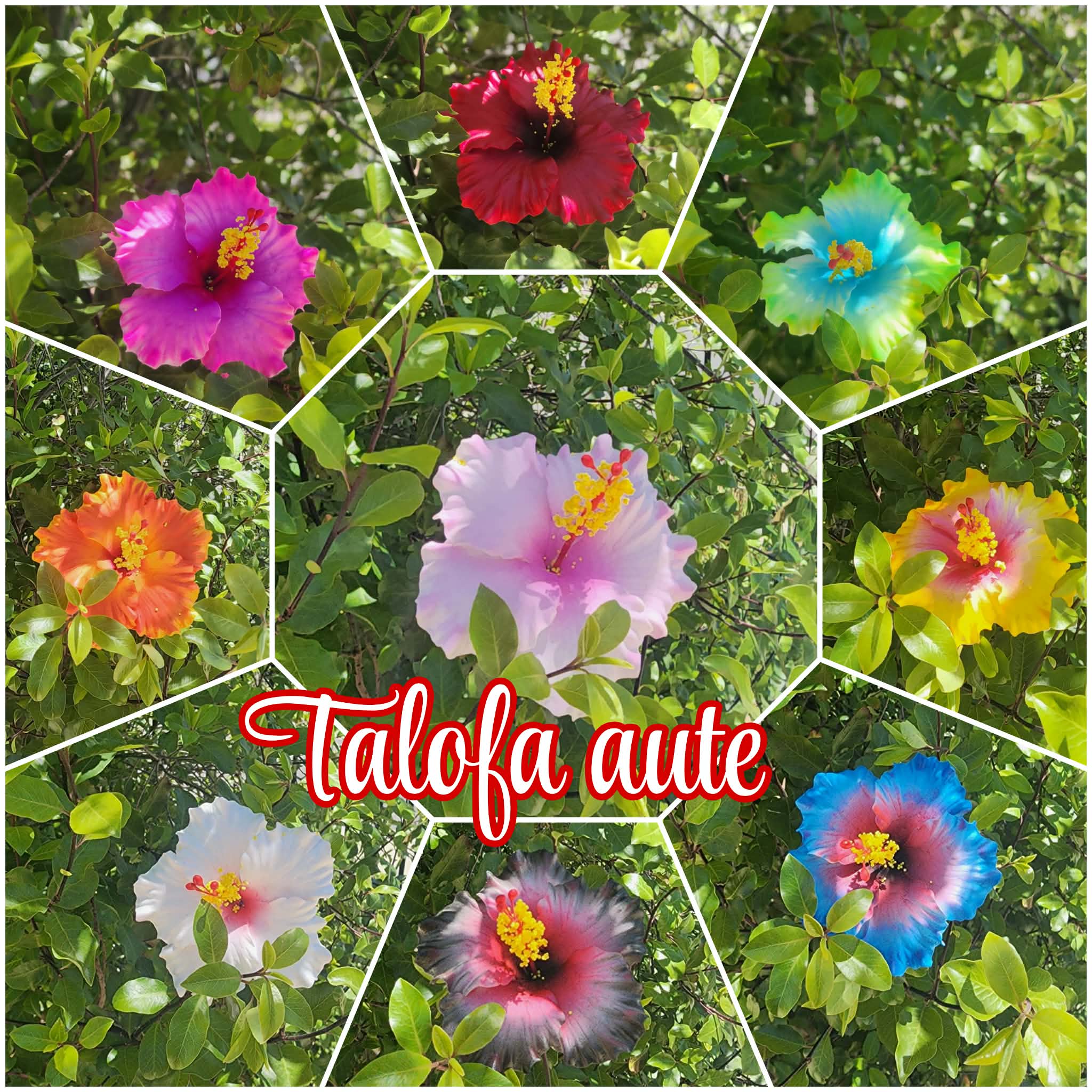 TALOFA AUTE COLLECTION – Johlei20